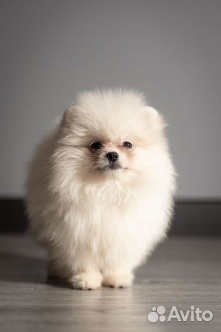 Шикарный кремовый мальчик померанский шпиц
