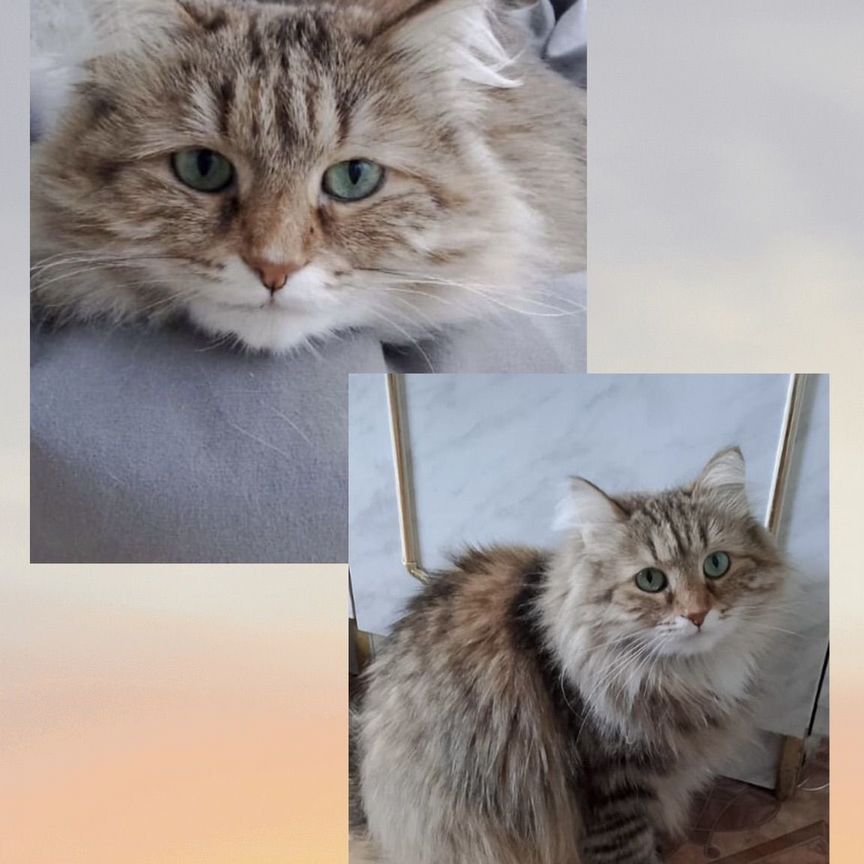 Лучшая кошка компаньон