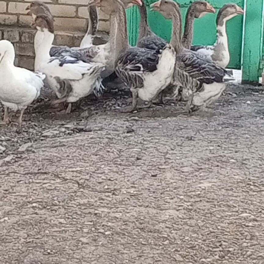 Холмогорские гуси