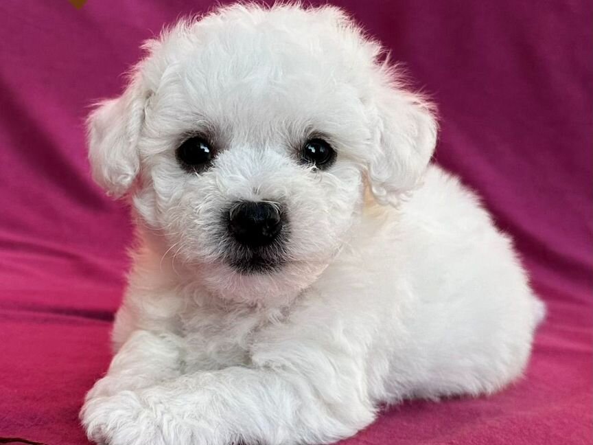 Щенки бишон фризе