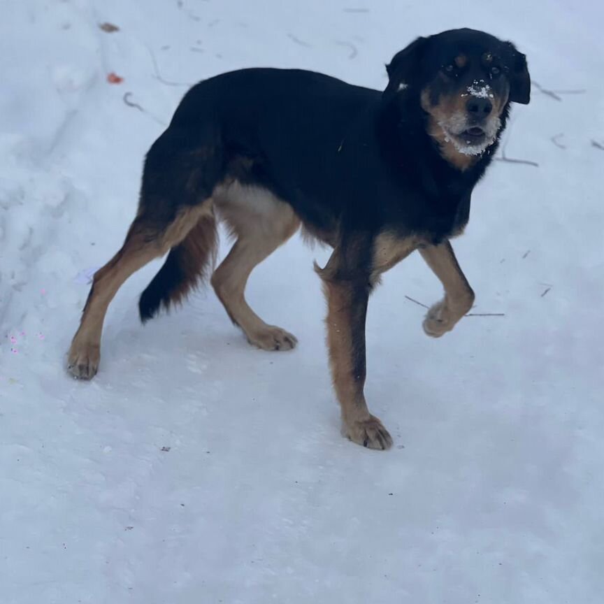 Взрослый пёс в добрые руки