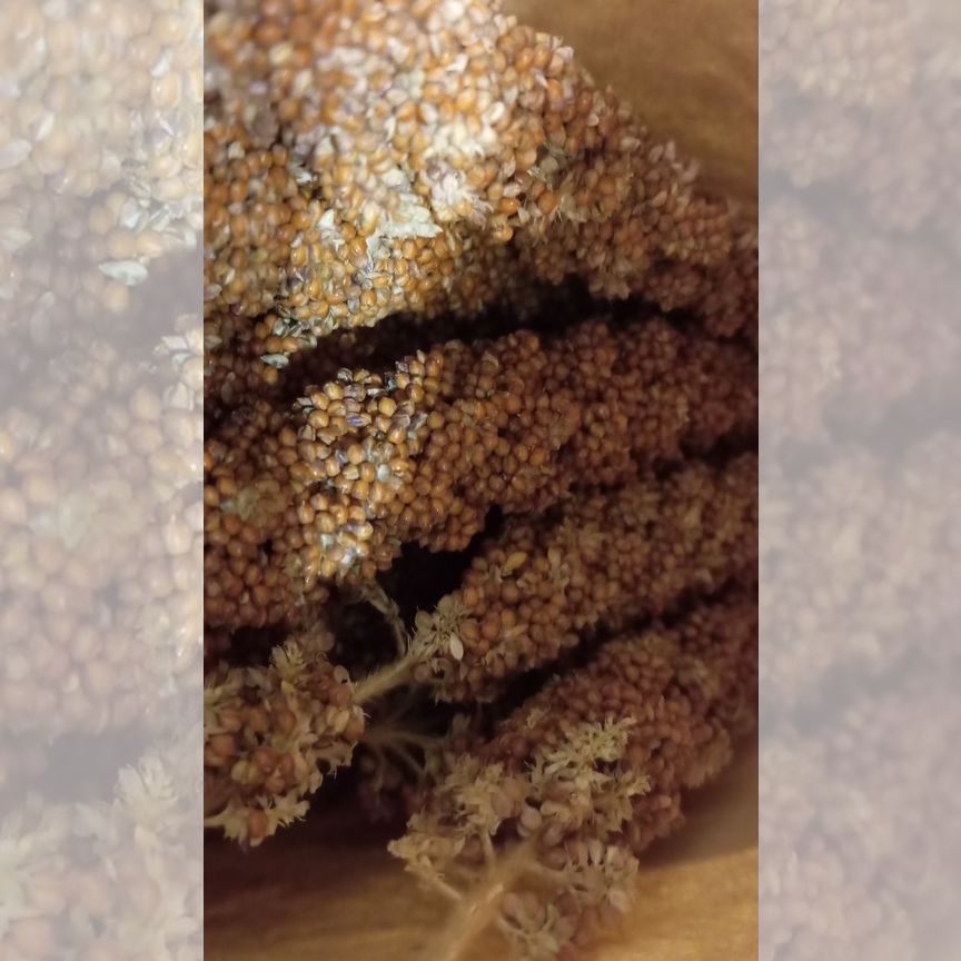 Чумиза в колосках