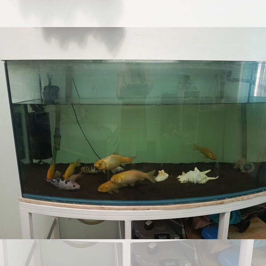 Рыба карп кои и золотые кометы