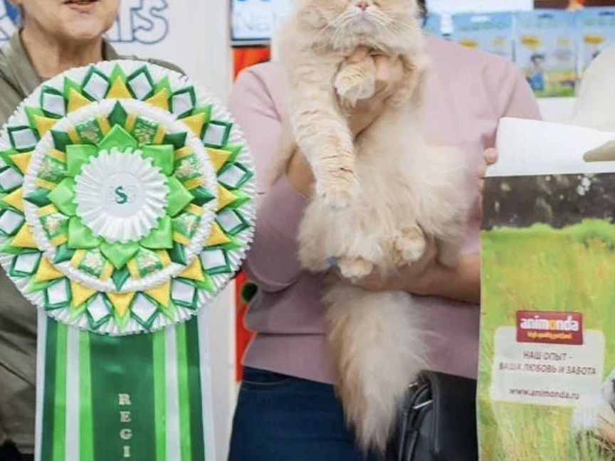 Шотландский кот