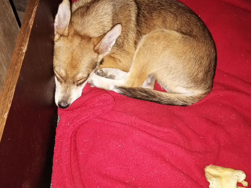 Собака в добрые руки