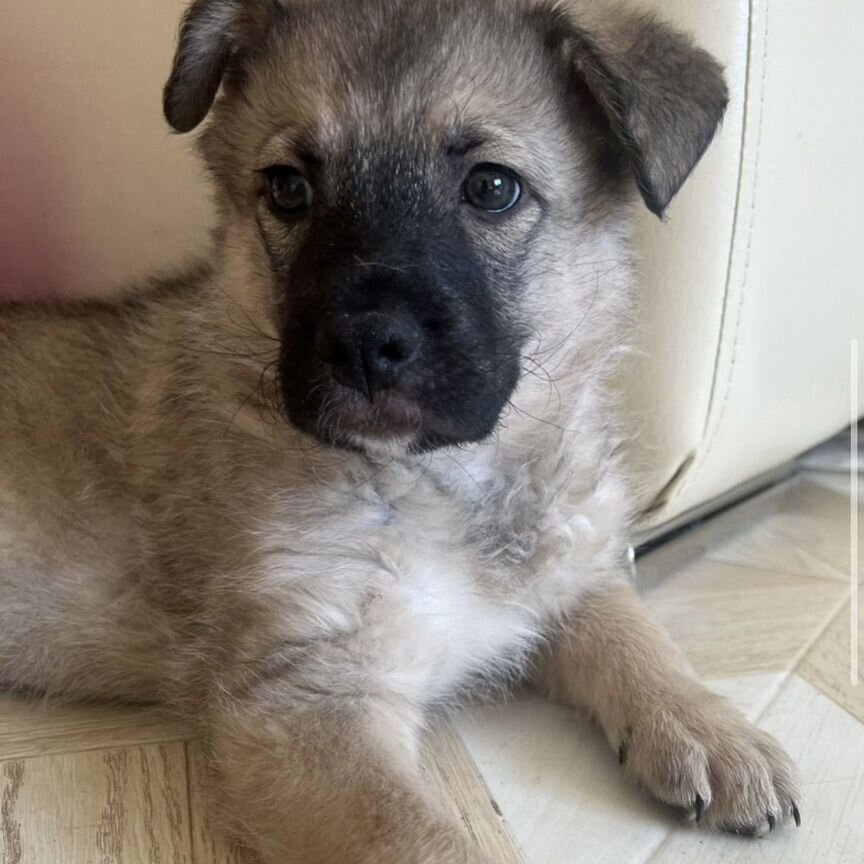 Плюшевый Балу ждет родителей