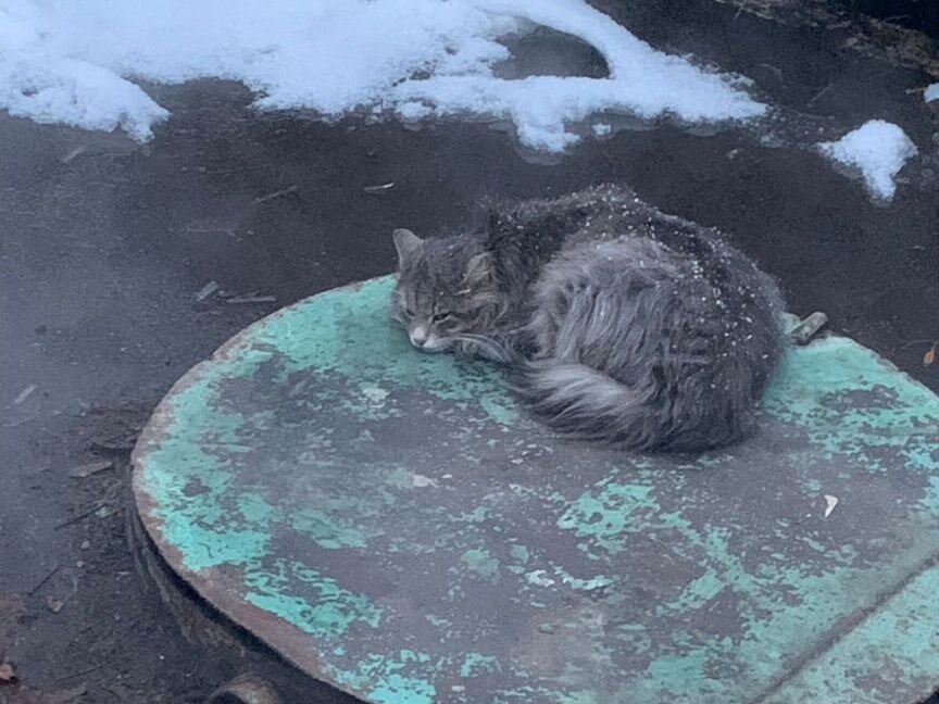 Кошка в дар