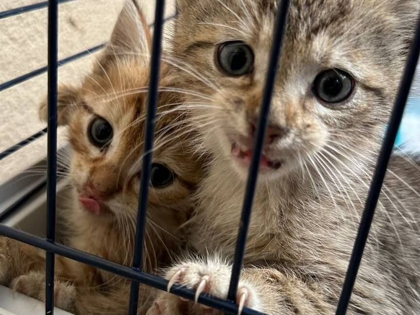 Милые котята девочка и мальчик