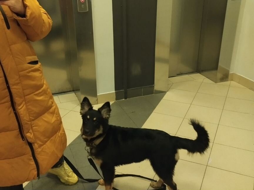 Собака в добрые руки