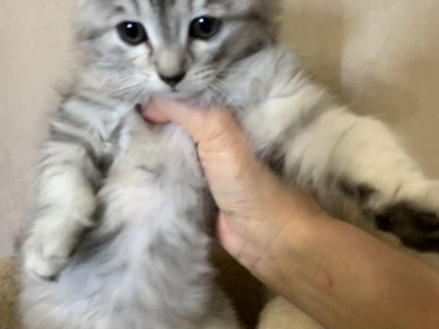 Мейн-кун + британец