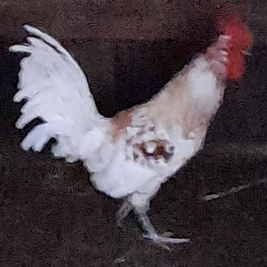 Петушки миниатюрные