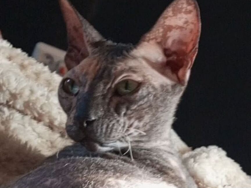 Донской сфинкс велюр