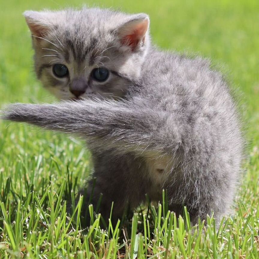 Шотландские прямоухие котята