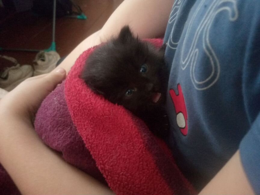 Котята инвалиды. В хорошие руки