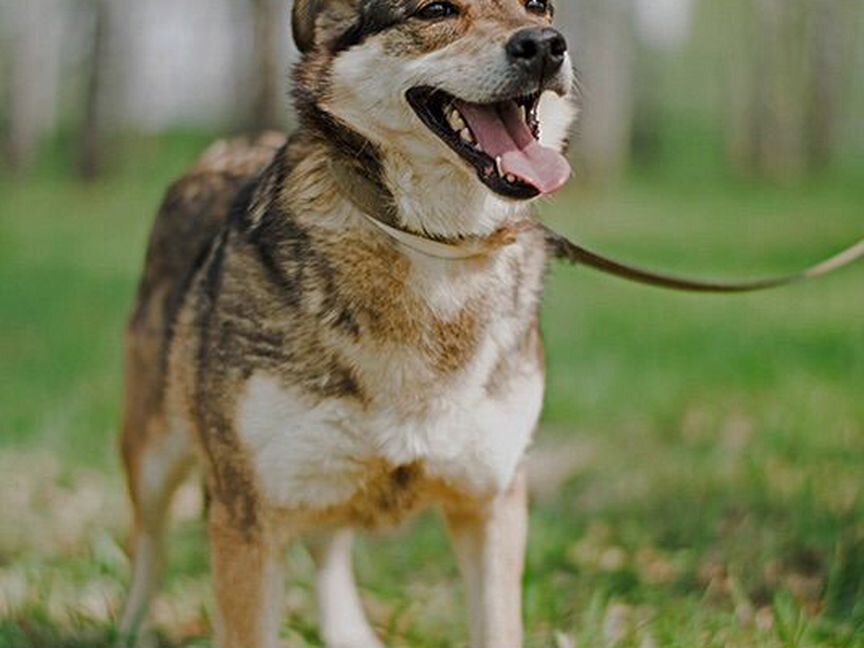 Ласковая Лада ищет дом