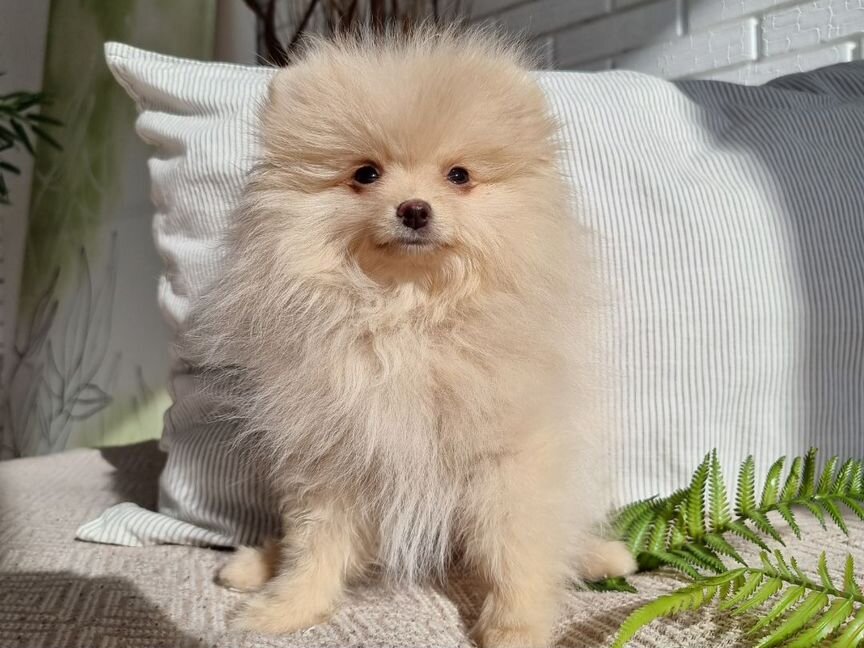 Померанский шпиц