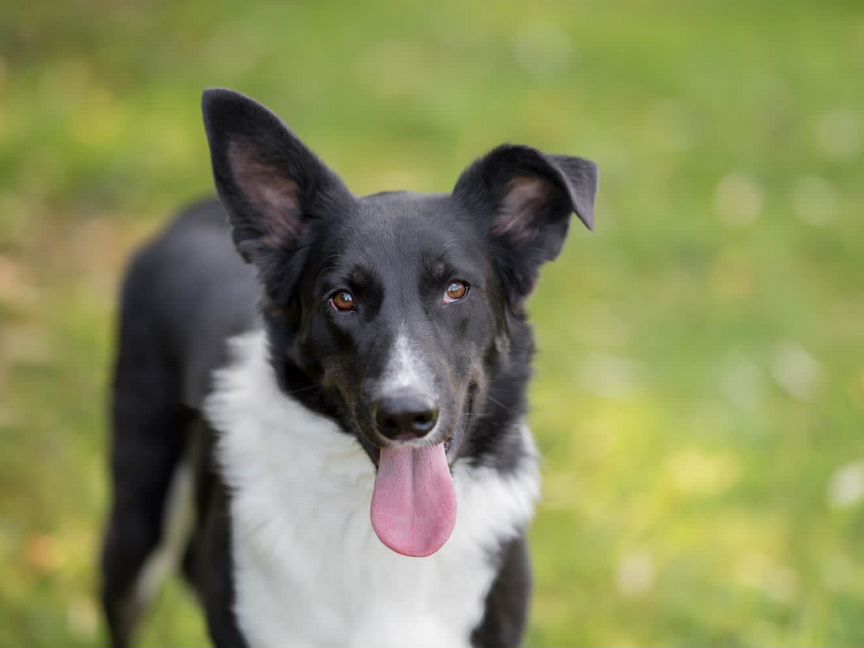 Красавчик Рик 2 года ищет свою семью