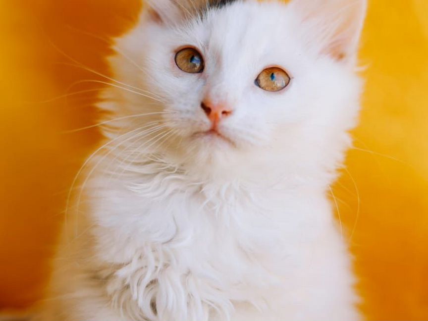 Котенок Каспер подарит ласку и тепло
