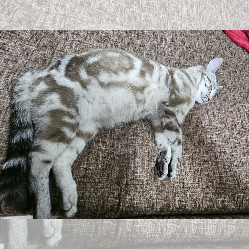 Британская короткошёрстная, взрослая кошка