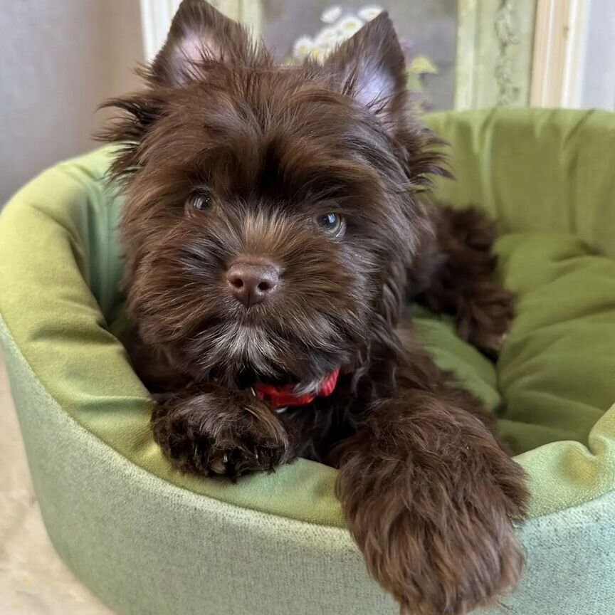 Йоркширский терьер, щенок