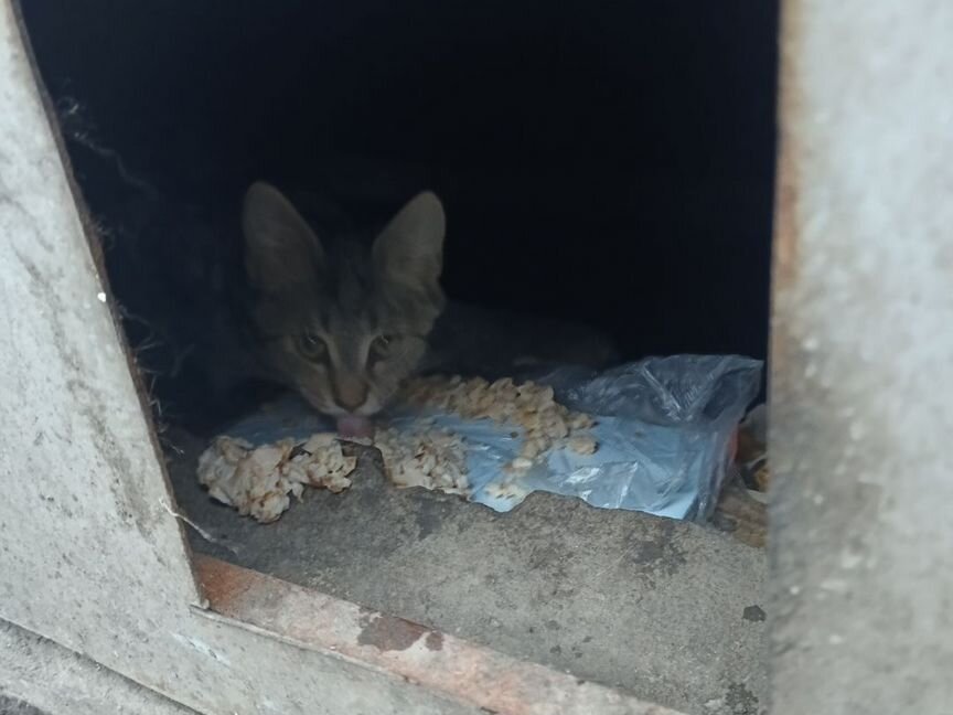 Котенок 3 месяца остался в подвале один