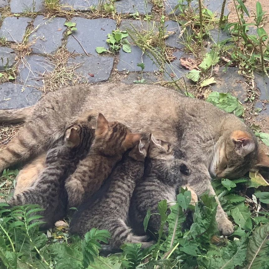 Отдам котят в хорошие руки бесплатно
