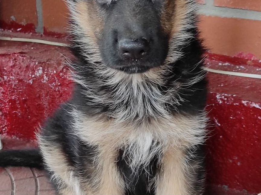 Немецкая овчарка -Мальчик -2мес