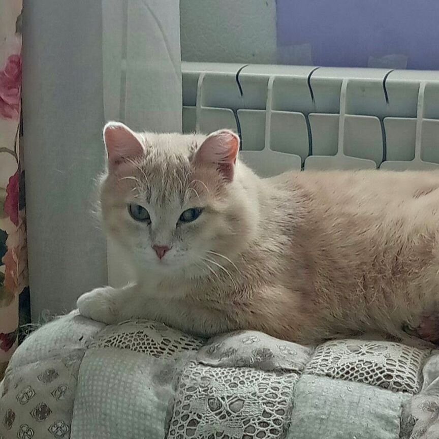 Взрослый кот в добрые руки