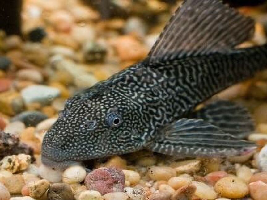 Плекостомус