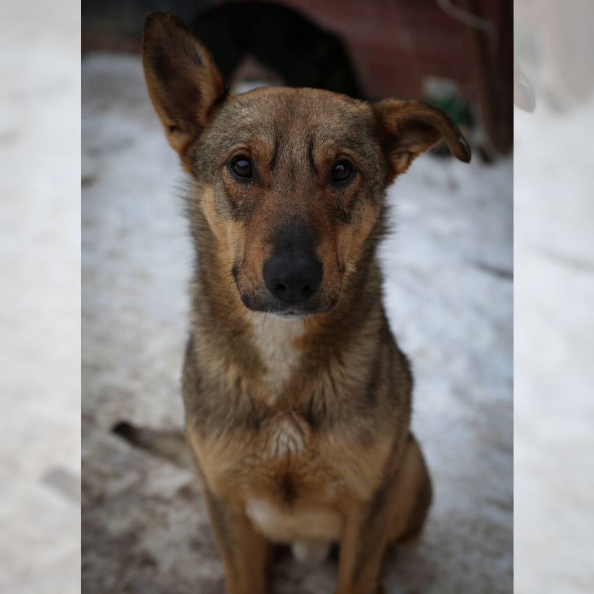 Собака в добрые руки