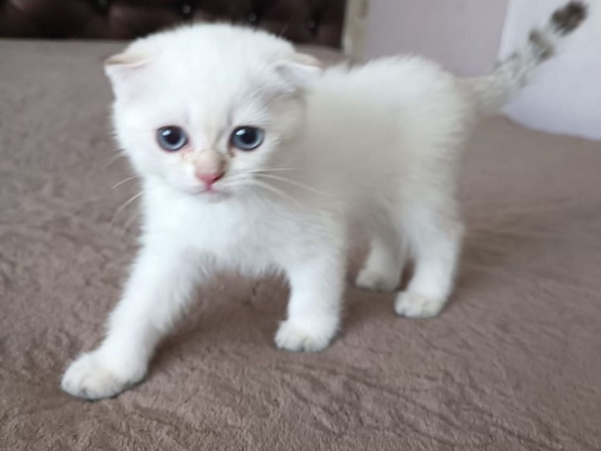 Шотландские вислоухие котята