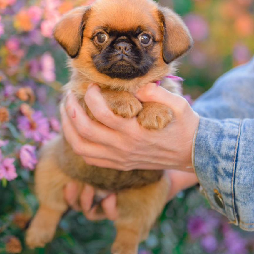 Пти-брабансон, щенок