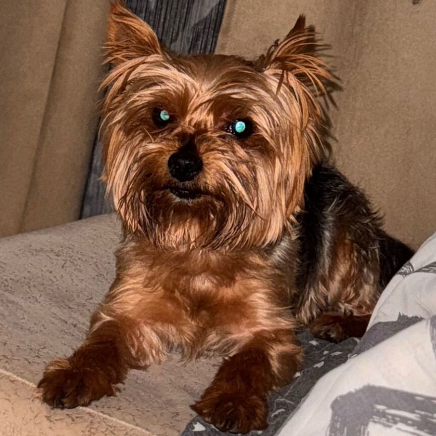 Найден Йоркширский терьер