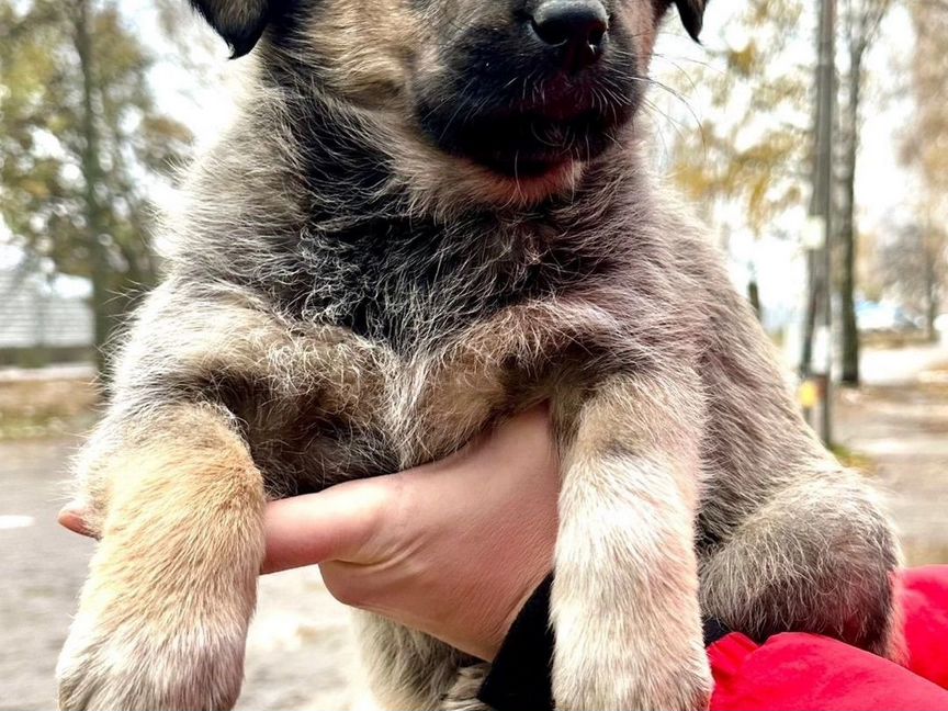 Щенки девочки овчаристые мордочки