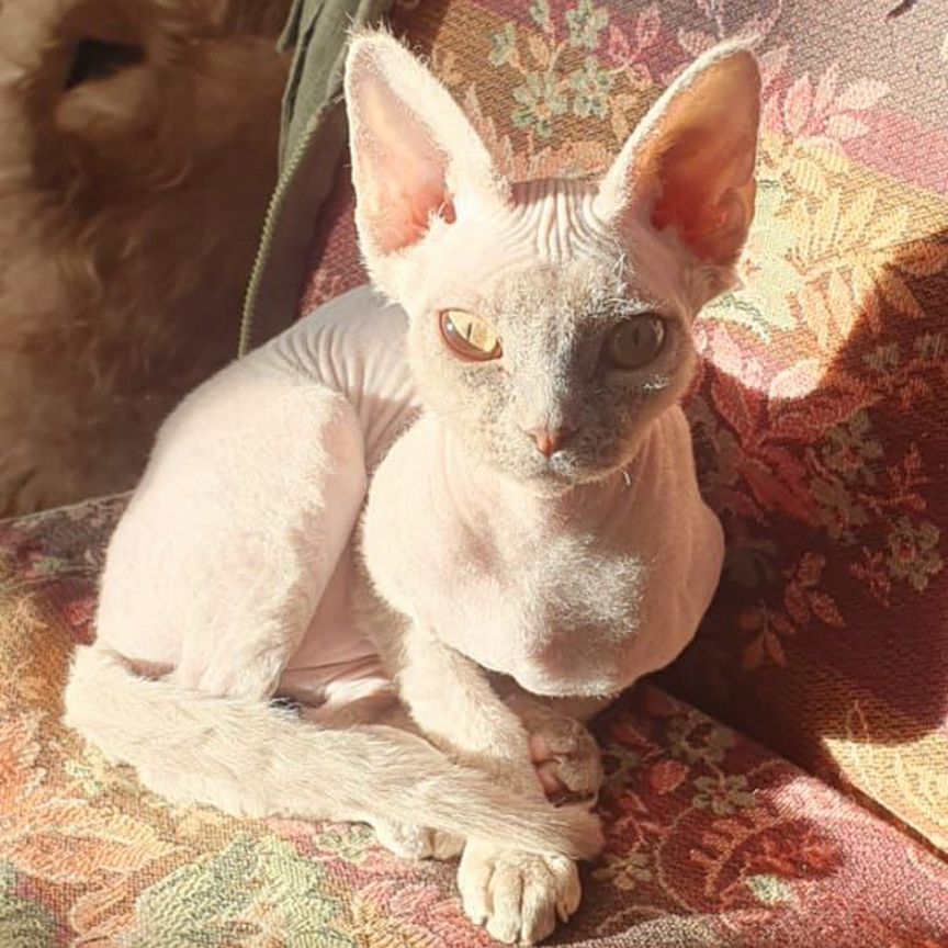 Девон-рекс котёнок
