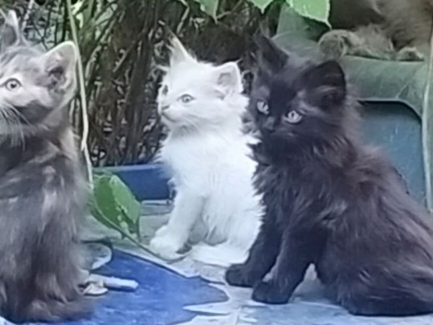 Кошки породистые