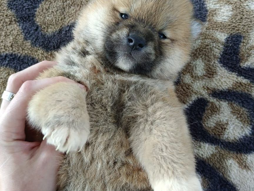 Мальчики сиба ину бронь К Новому Году