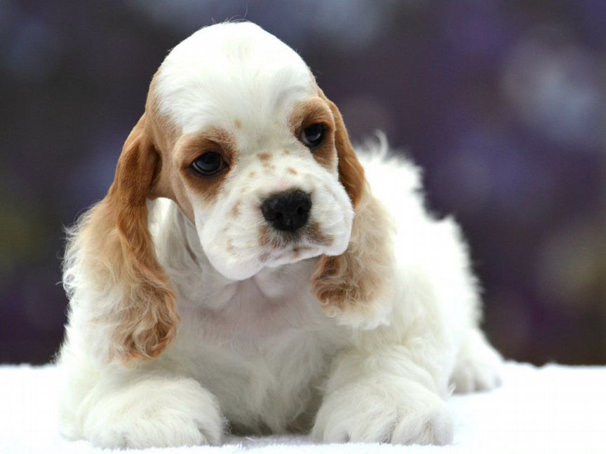 Мальчик амкокера Квентин