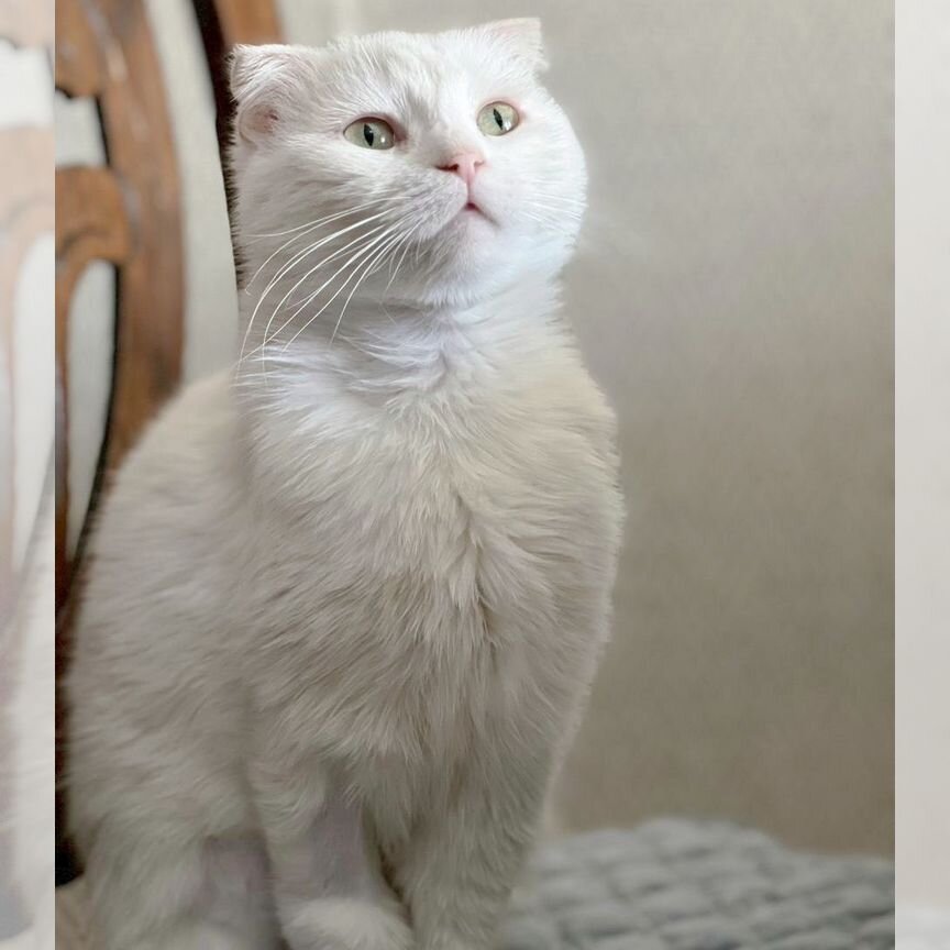 Белая кошечка в добрые руки