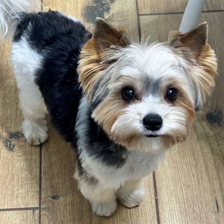 Бивер-йоркширский терьер, взрослый пёс