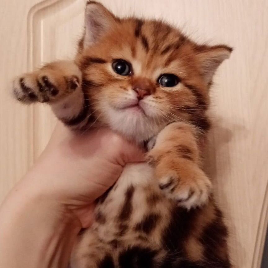 Шотландские котодетки скоттиш страйт