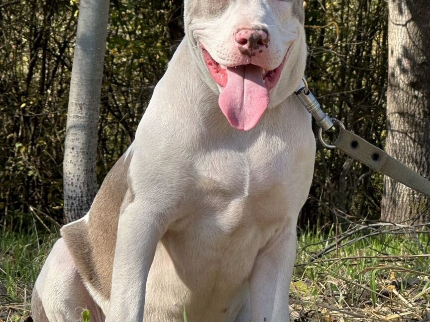 Американский булли xl