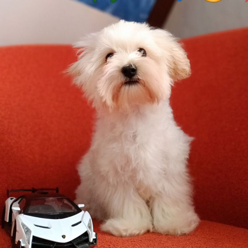 Мальтипу, щенок