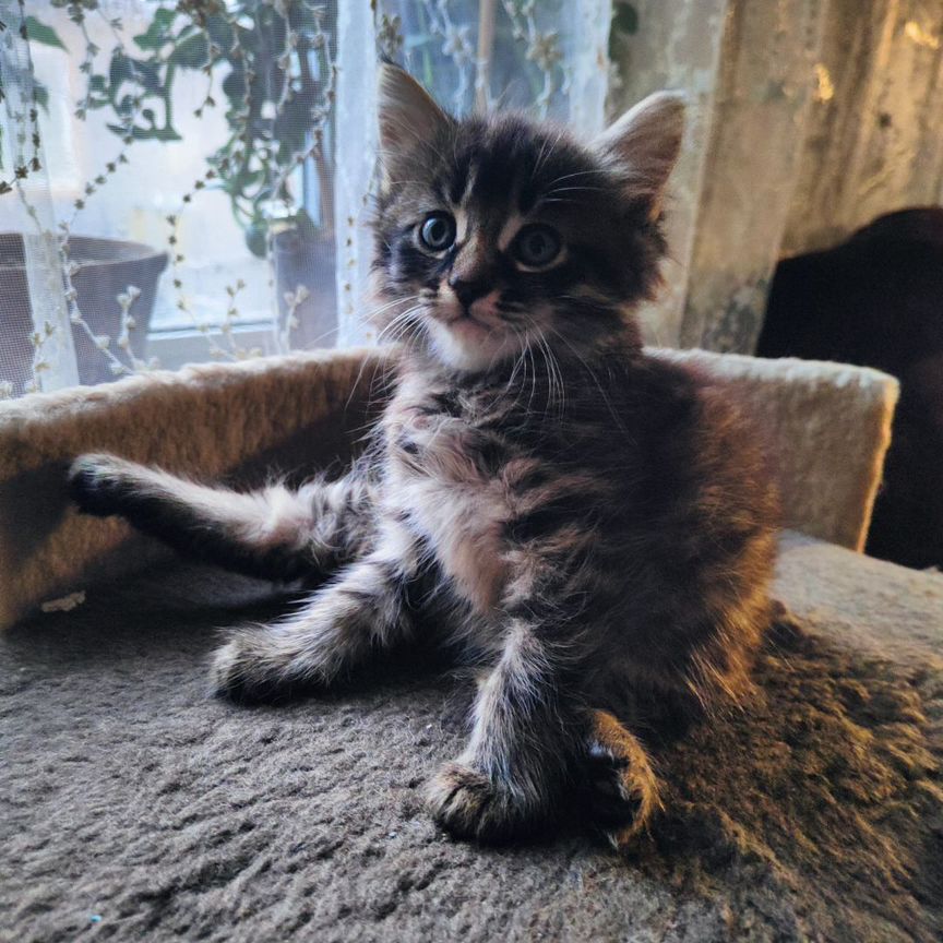 Котенок в добрые руки