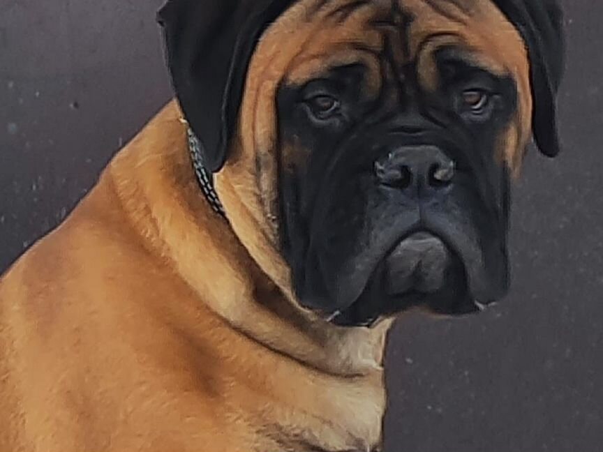 Бульмастиф