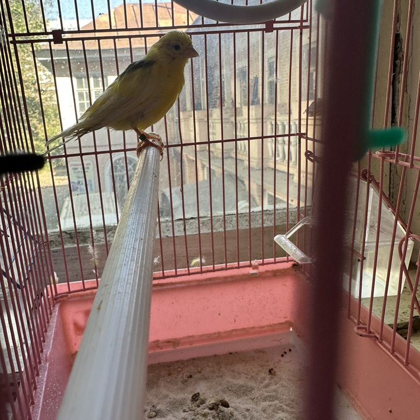 Кенара и канарейки