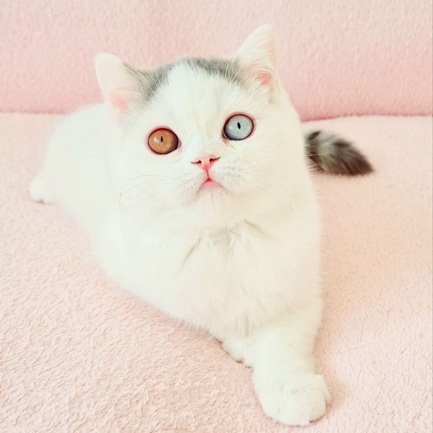 Котик от заводчика