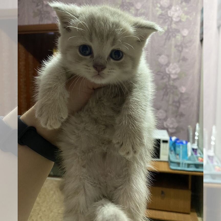 Шотландские прямоухие