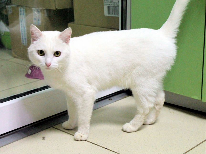 Кошечка Белочка, ей около 3-х лет