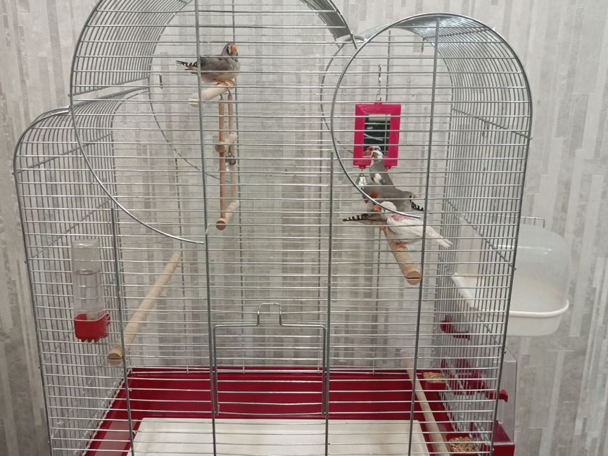 Клетка для птиц с амадинами